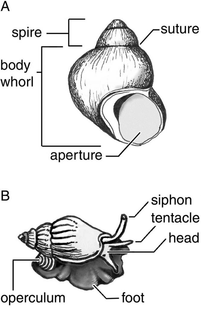 Gastropod Mollusks: Snails – WGNHS – UW–Madison